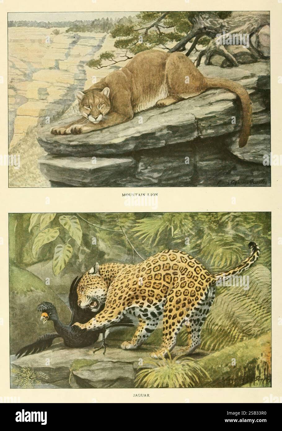 Mammals north america puma concolor panthera onca taxonomy hi-res stock ...