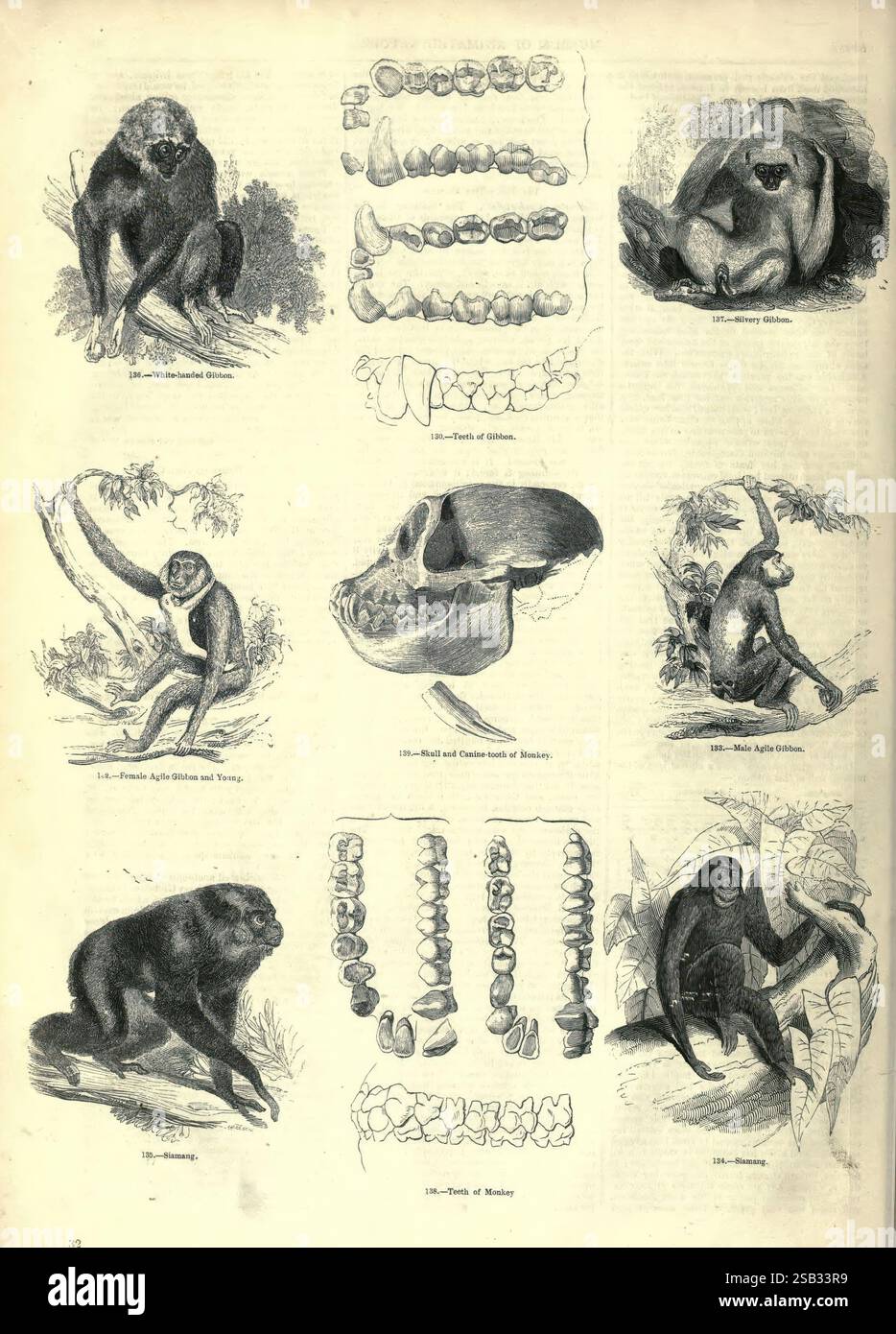 Differentiate primate species hi-res stock photography and images - Alamy