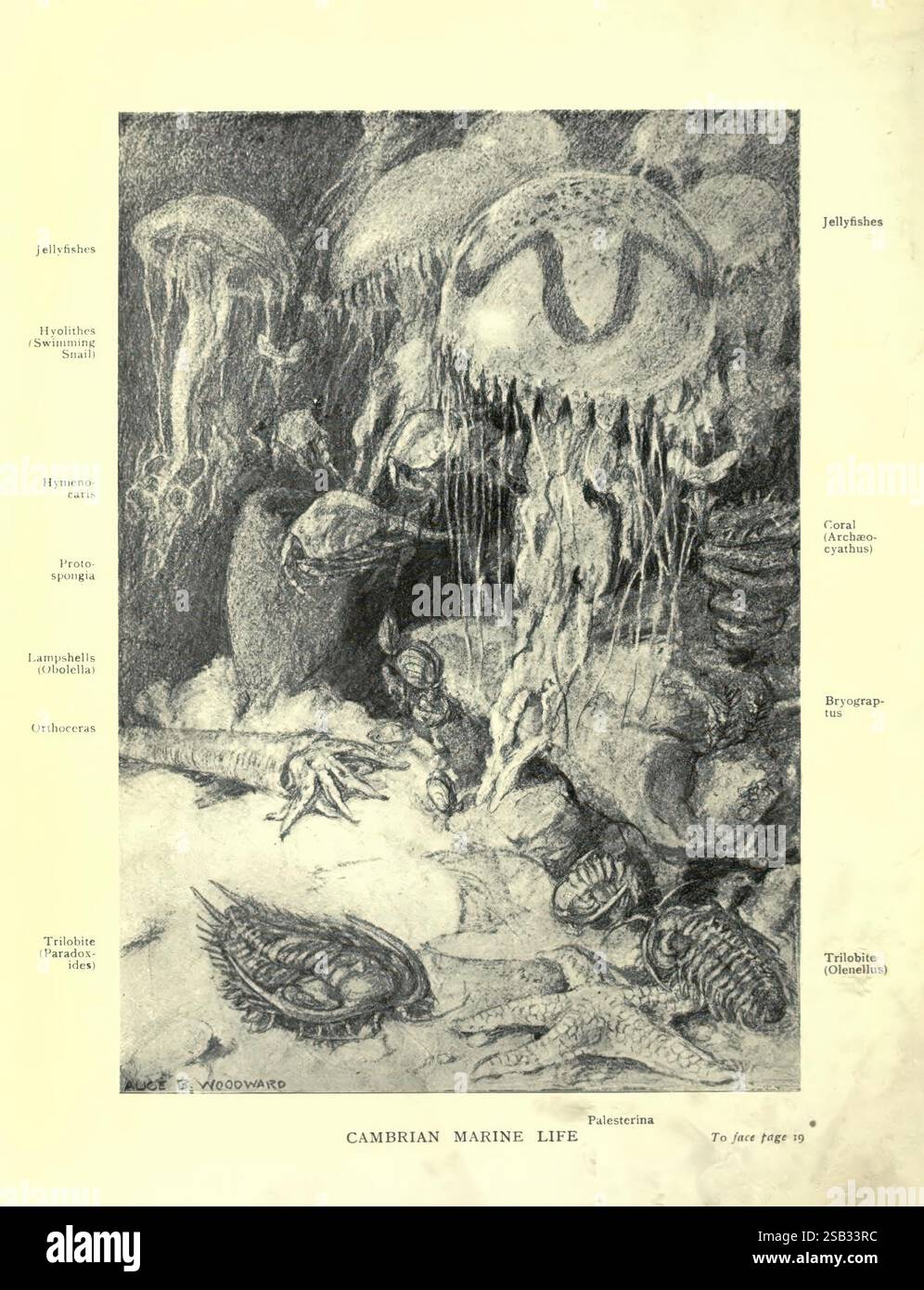 Evolution in the past, London, Herbert and Daniel, 1912, evolution ...
