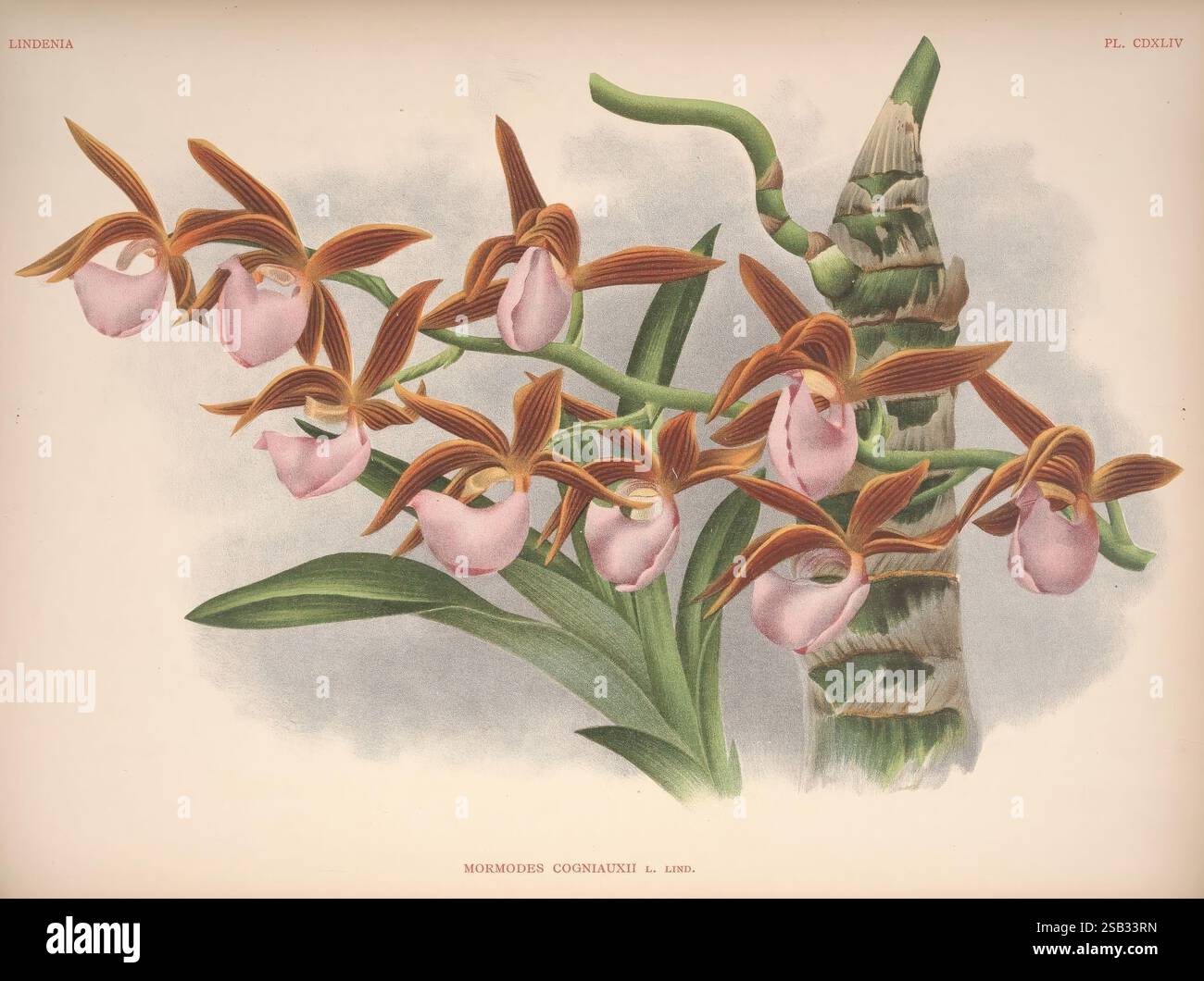 Mormodes cogniauxii hi-res stock photography and images - Alamy