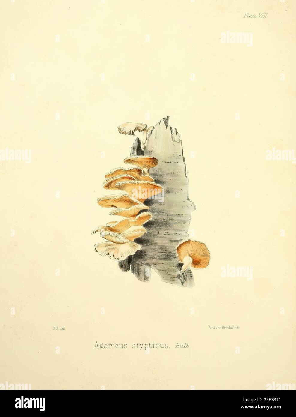 Illustrations of British mycology London, Reeve, Benham and Reeve, 1847 ...