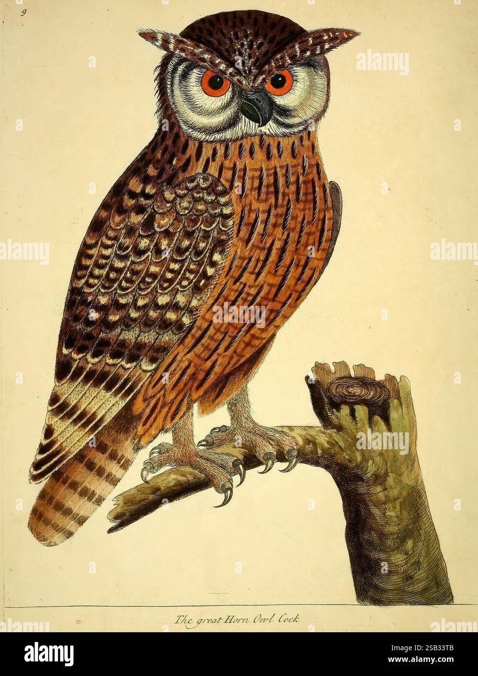 Birds With Arms Owl