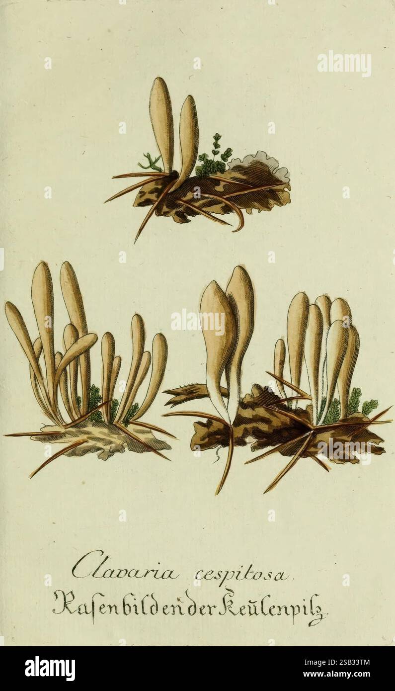 Tufted coral fungus hi-res stock photography and images - Alamy