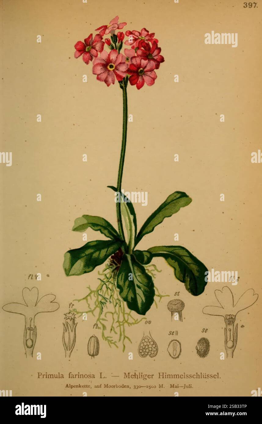 Atlas der Alpenflora Wien Alpenvereins 1882 alps atlases mountain ...