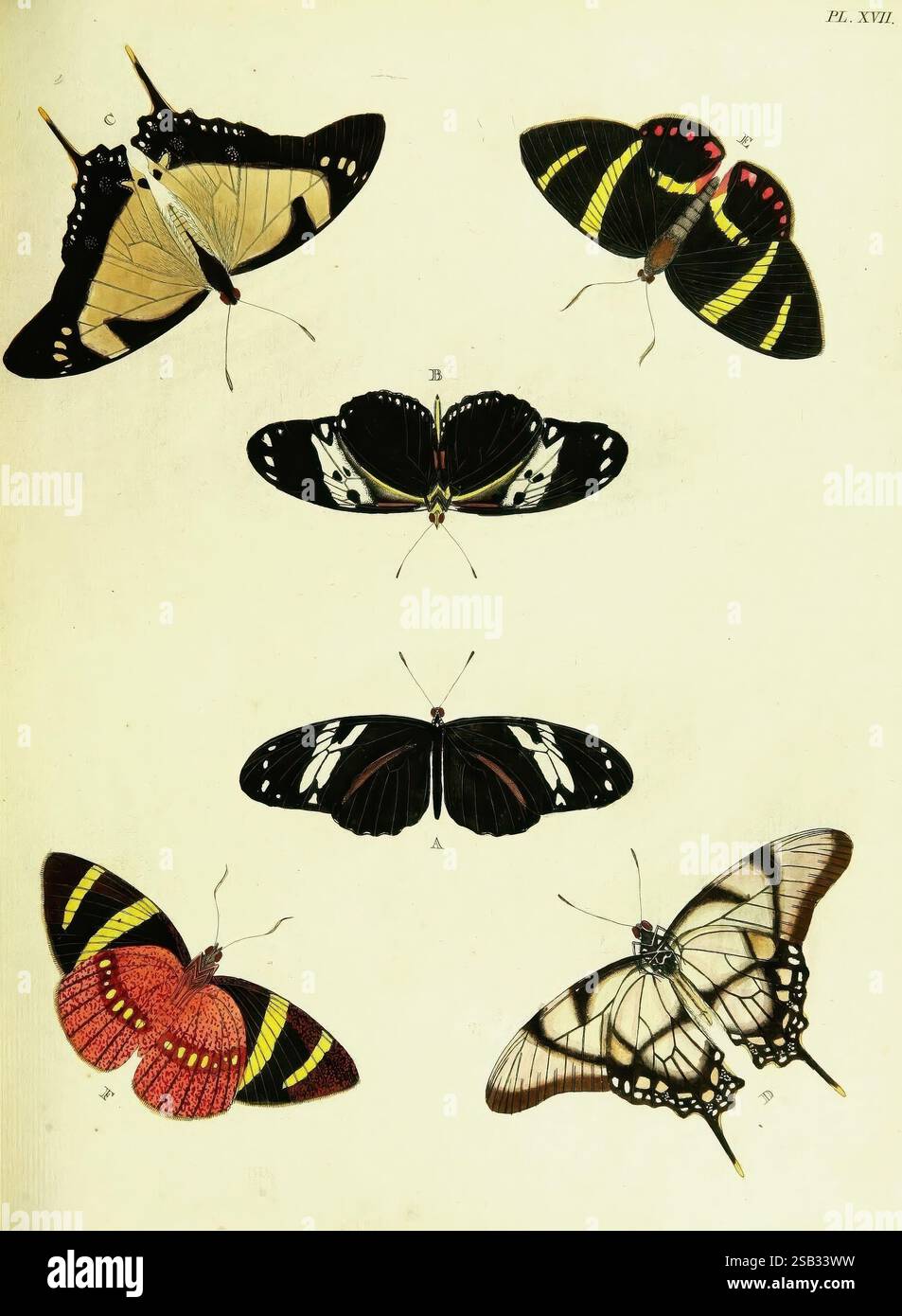Display features six distinct butterfly species hi-res stock ...
