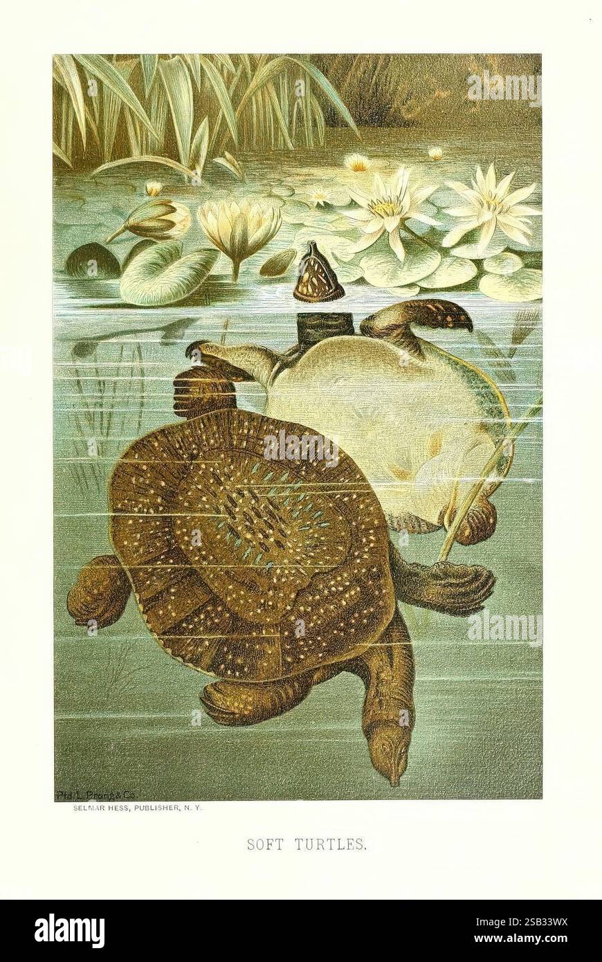 Hess 1885 reptile softshell turtle pictorial works hi-res stock ...