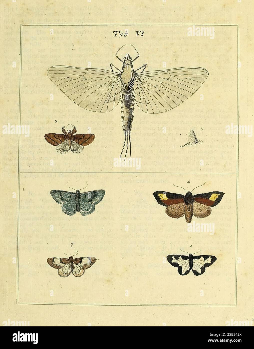 Six smaller moths hi-res stock photography and images - Alamy