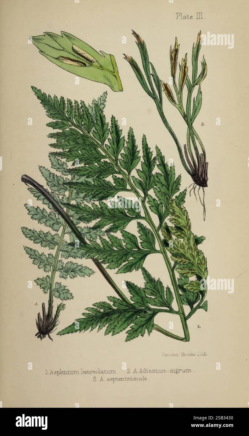 Two additional fern specimens hi-res stock photography and images - Alamy