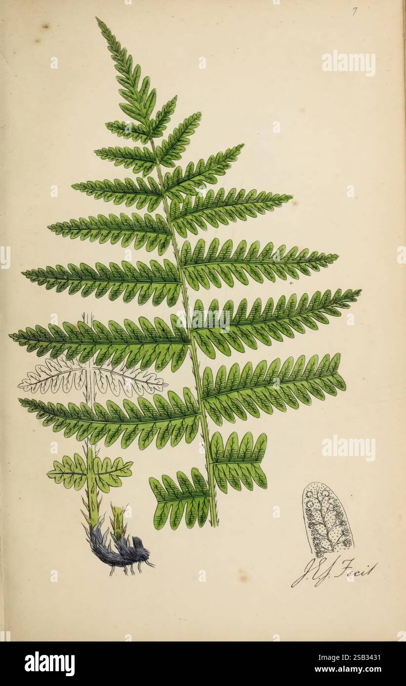 Ferns root system hi-res stock photography and images - Alamy