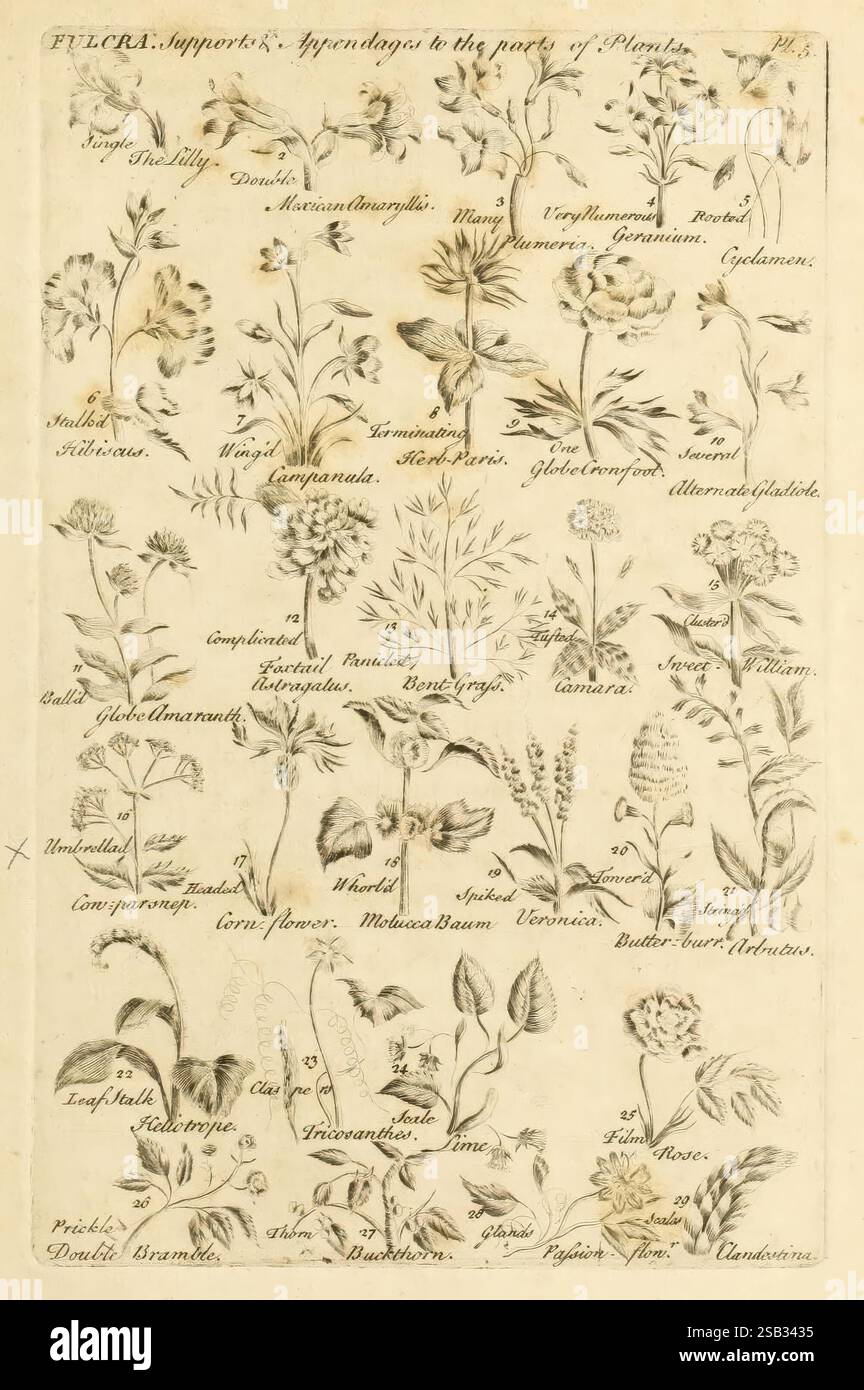 The vegetable system London 1759-1763 botany pictorial works, An ...