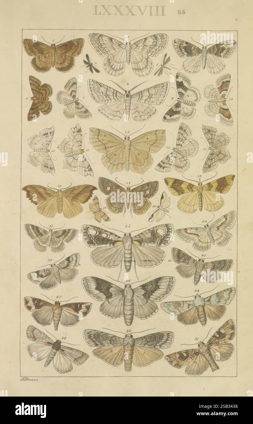 Lepidoptera, manuscript, [between 1873-1883?], lepidoptera, lifecycles ...