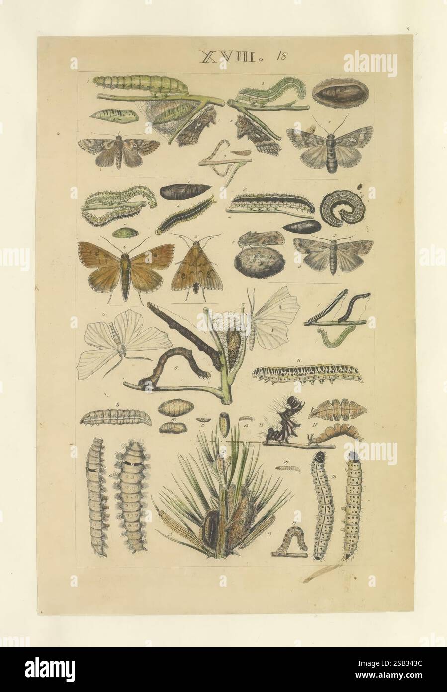 Lepidoptera, manuscript, between 1873-1883?, lepidoptera, life cycles ...
