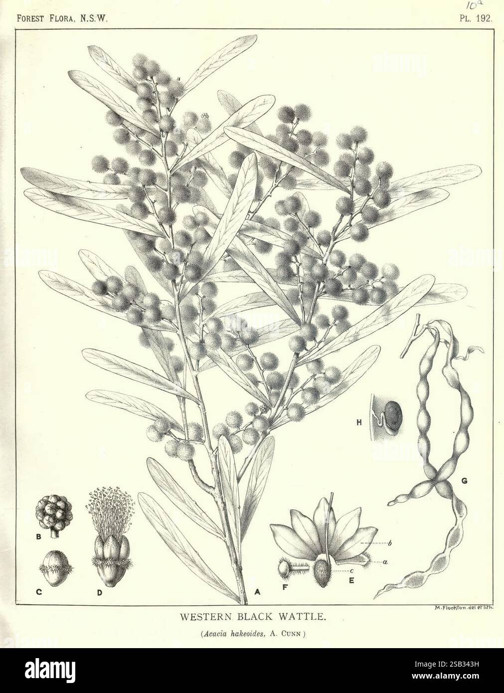 Seed bearing pods hi-res stock photography and images - Alamy