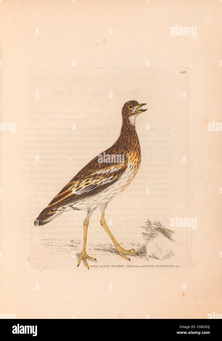 The birds of Great Britain, 1795-1801, Museum of Comparative Zoology ...