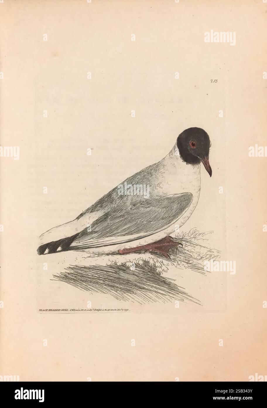 The, birds, of, Great Britain, 1795-1801, museum of comparative zoology ...