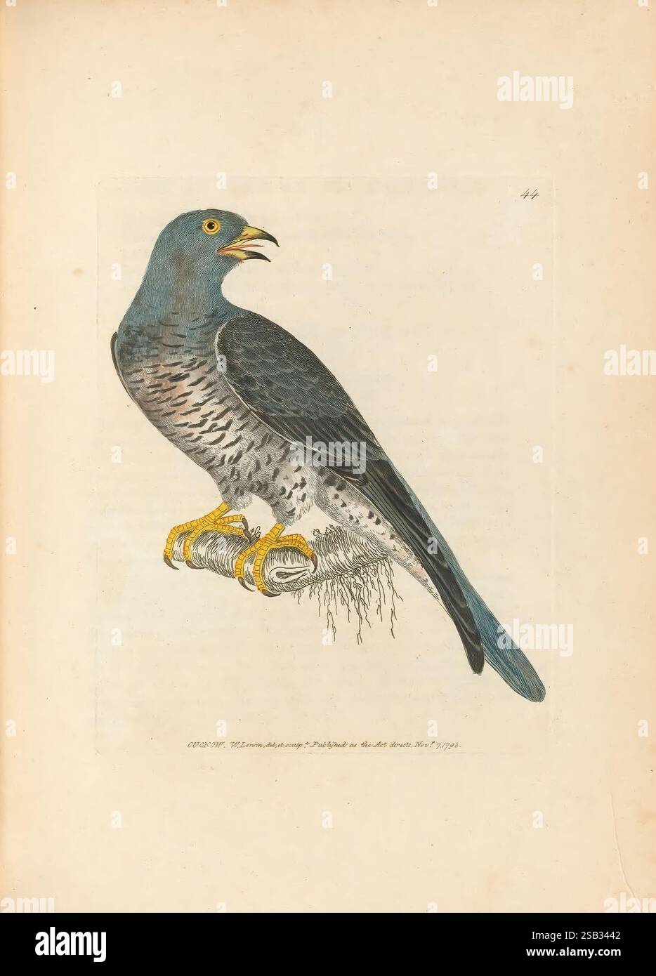 The birds of Great Britain 1795-1801 museum of comparative zoology, A ...