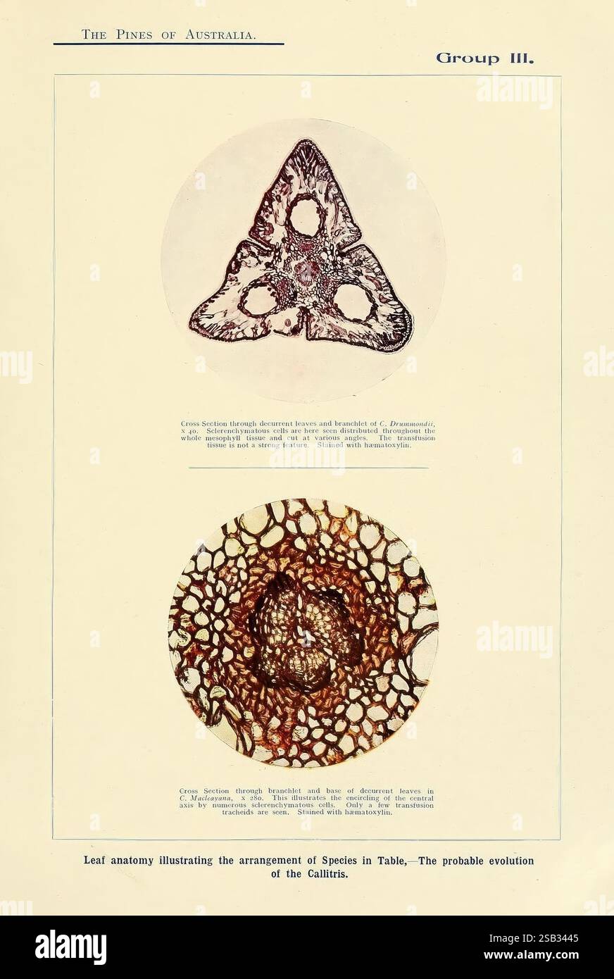 A research on the pines of Australia, Sydney, W. A. Gullick, government ...