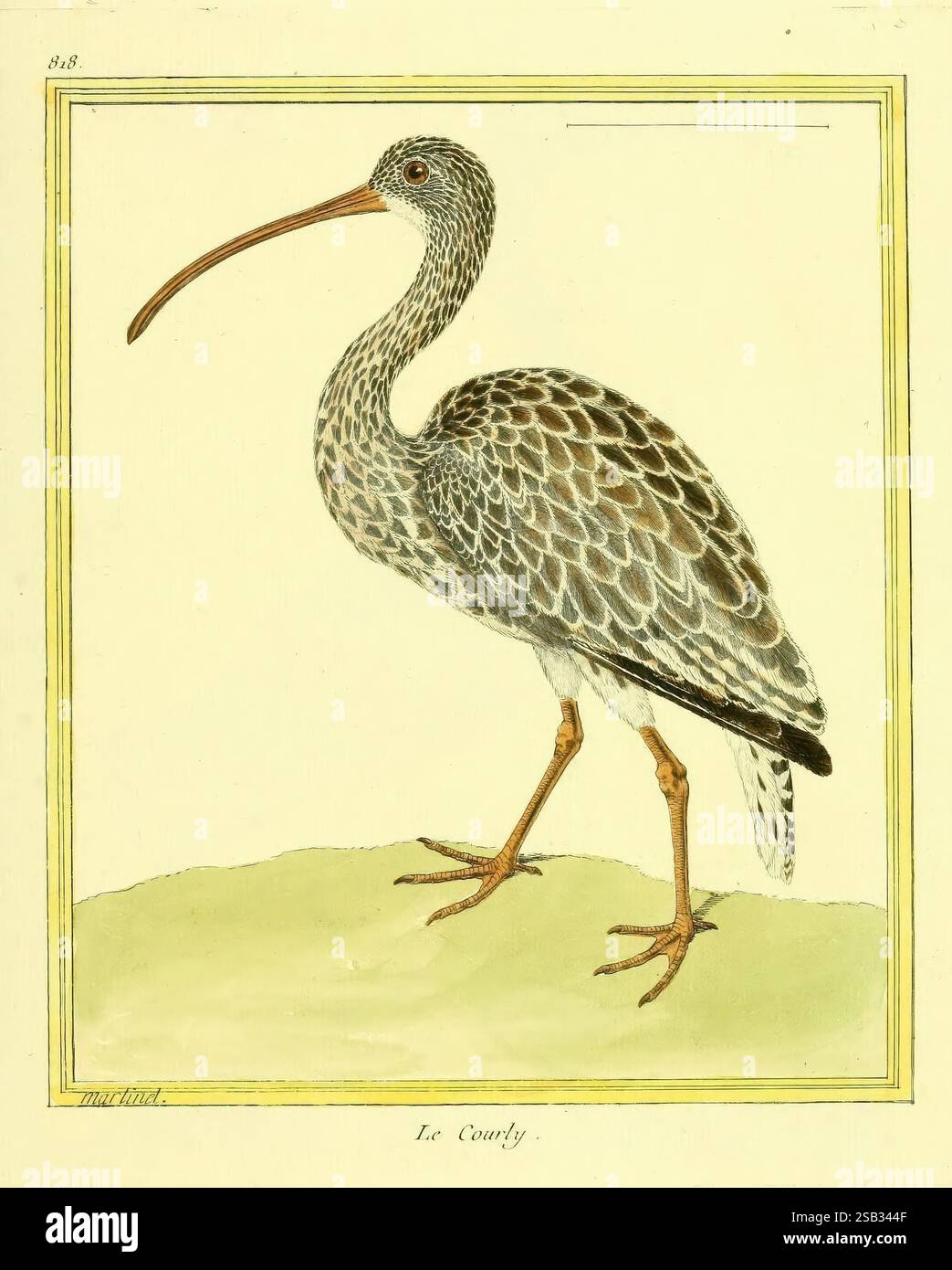 Slender bird stands gracefully hi-res stock photography and images - Alamy