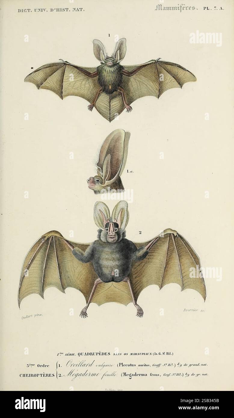 Topmost bat hi-res stock photography and images - Alamy