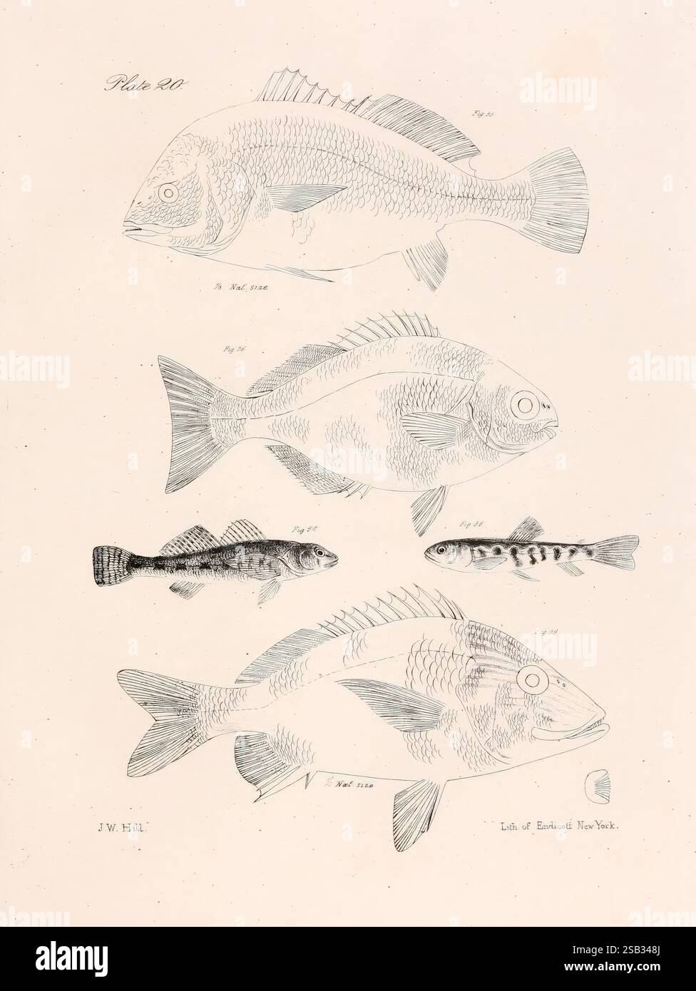 Zoology of New York, Albany, W. & A. White & J. Visscher, 1842-44 ...