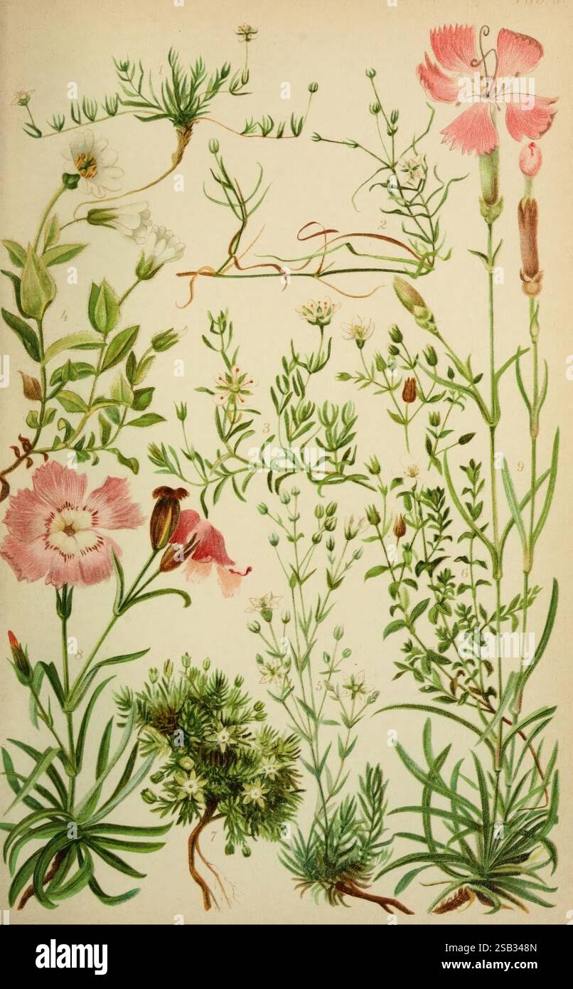 Alpenflora, München, J.F. Lehmann, 1905, alps, identification, mountain ...