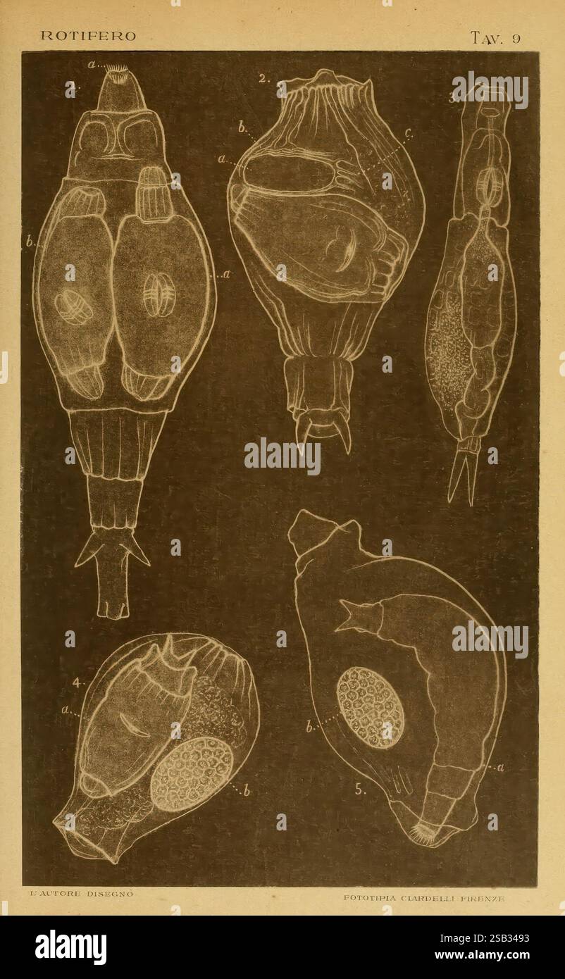 Genesis, organization, metamorphosis, infusoria, protista, Museum of ...