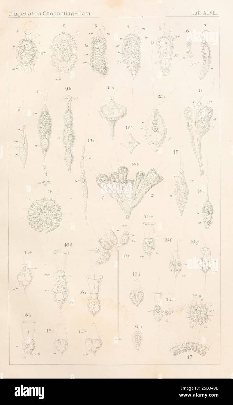 Choanoflagellata groups hi-res stock photography and images - Alamy