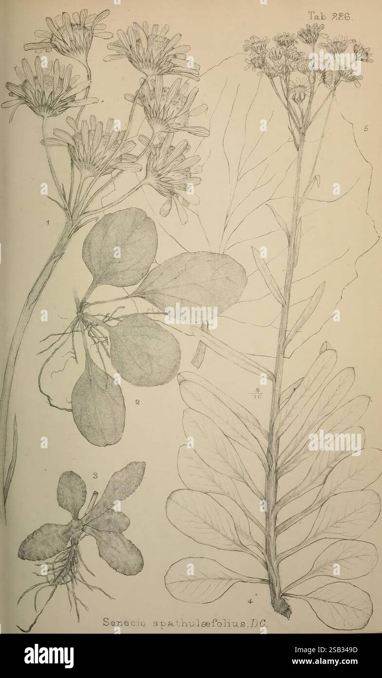 Journal of Botany, British and Foreign. London, Robert Hardwicke, 1863 ...