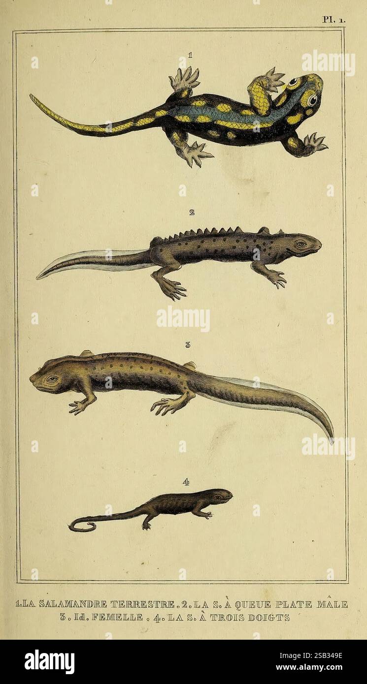 Four distinct species of salamanders hi-res stock photography and ...