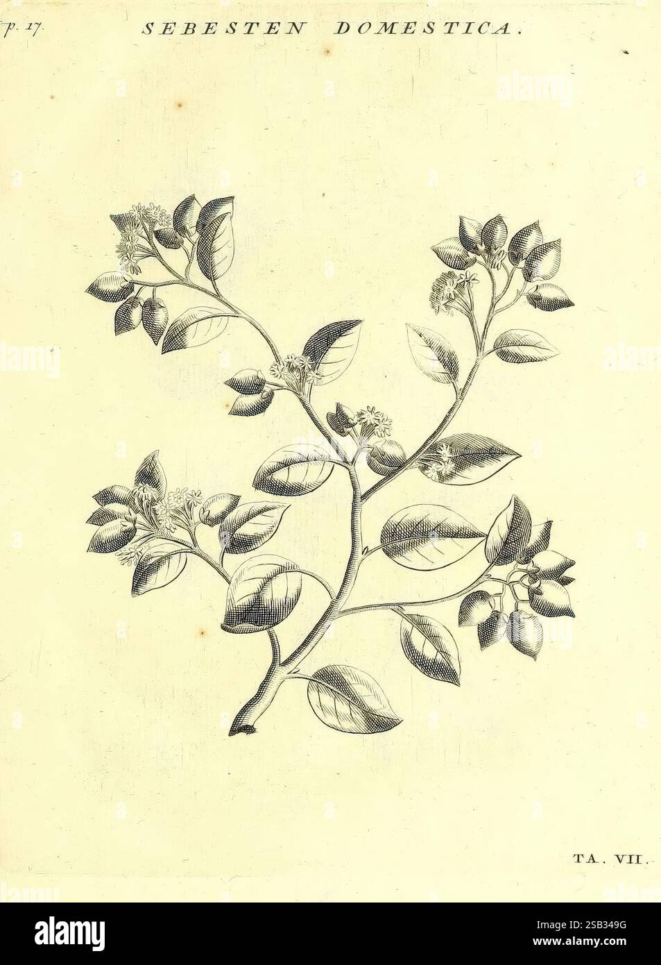 Sebesten plant hi-res stock photography and images - Alamy