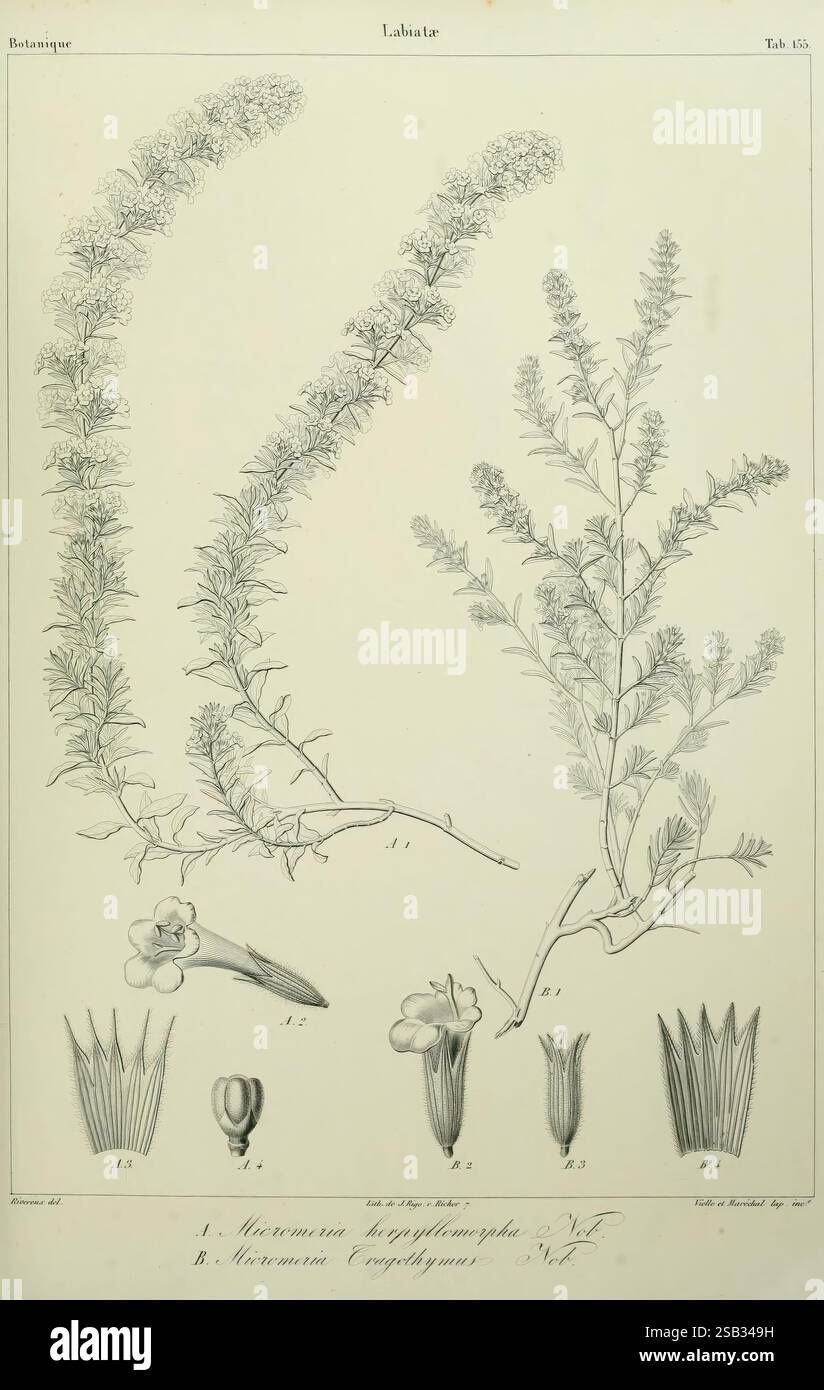 Histoire, naturelle, des, Iles, Canaries, Paris, Béthune, éditeur, 1836 ...