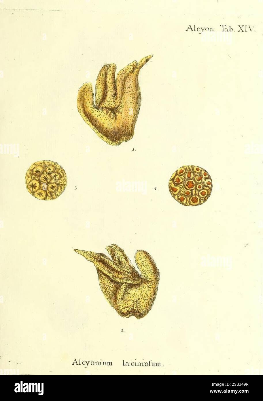 Stylized representation of avian elements hi-res stock photography and ...