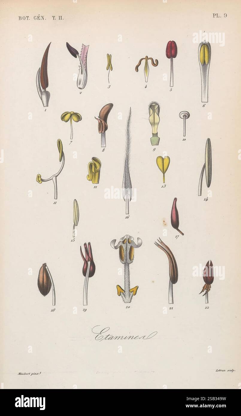 Broader collection of plant illustrations hi-res stock photography and ...