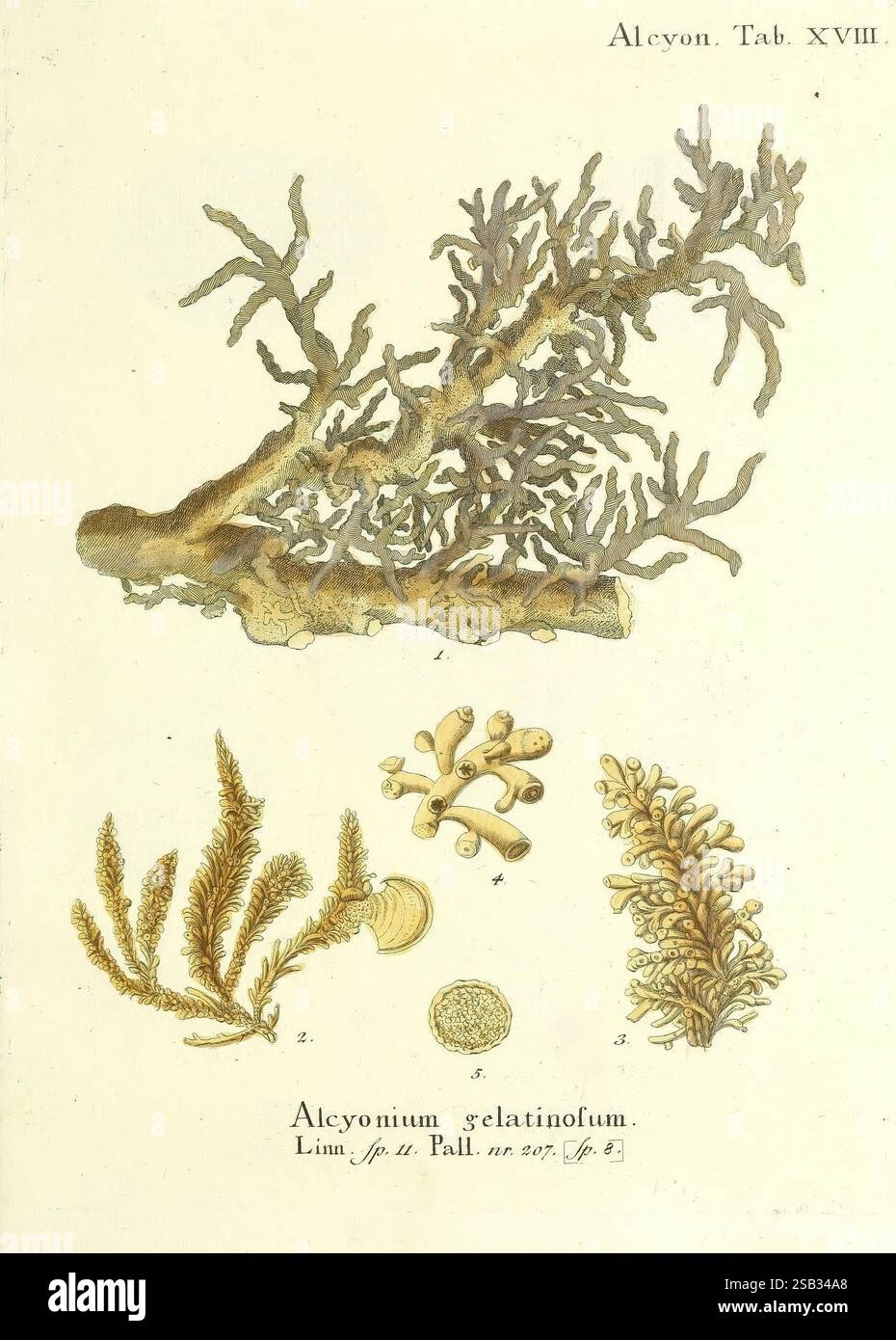 Species alcyonium gelatinofum hi-res stock photography and images - Alamy