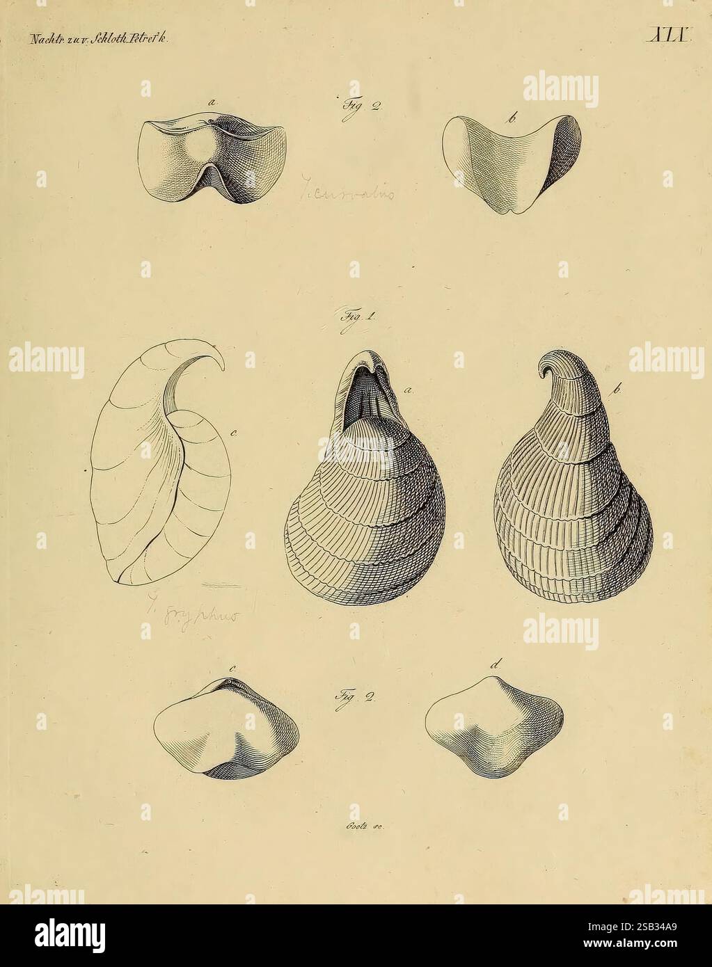 Top section features two distinct shell shapes labeled hi-res stock ...