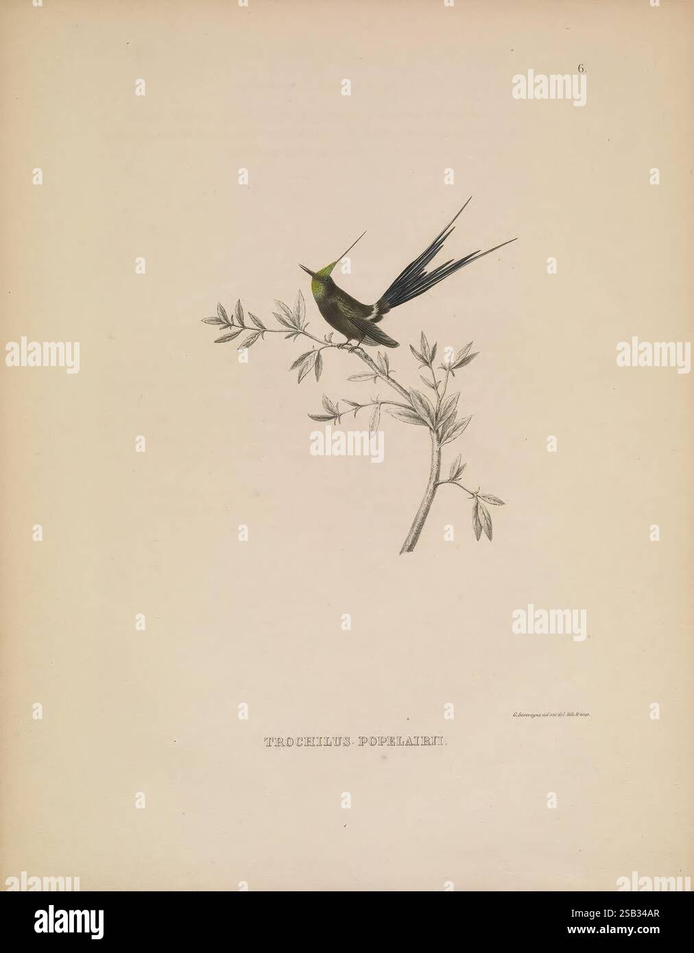 Trochilus dophaleri hi-res stock photography and images - Alamy