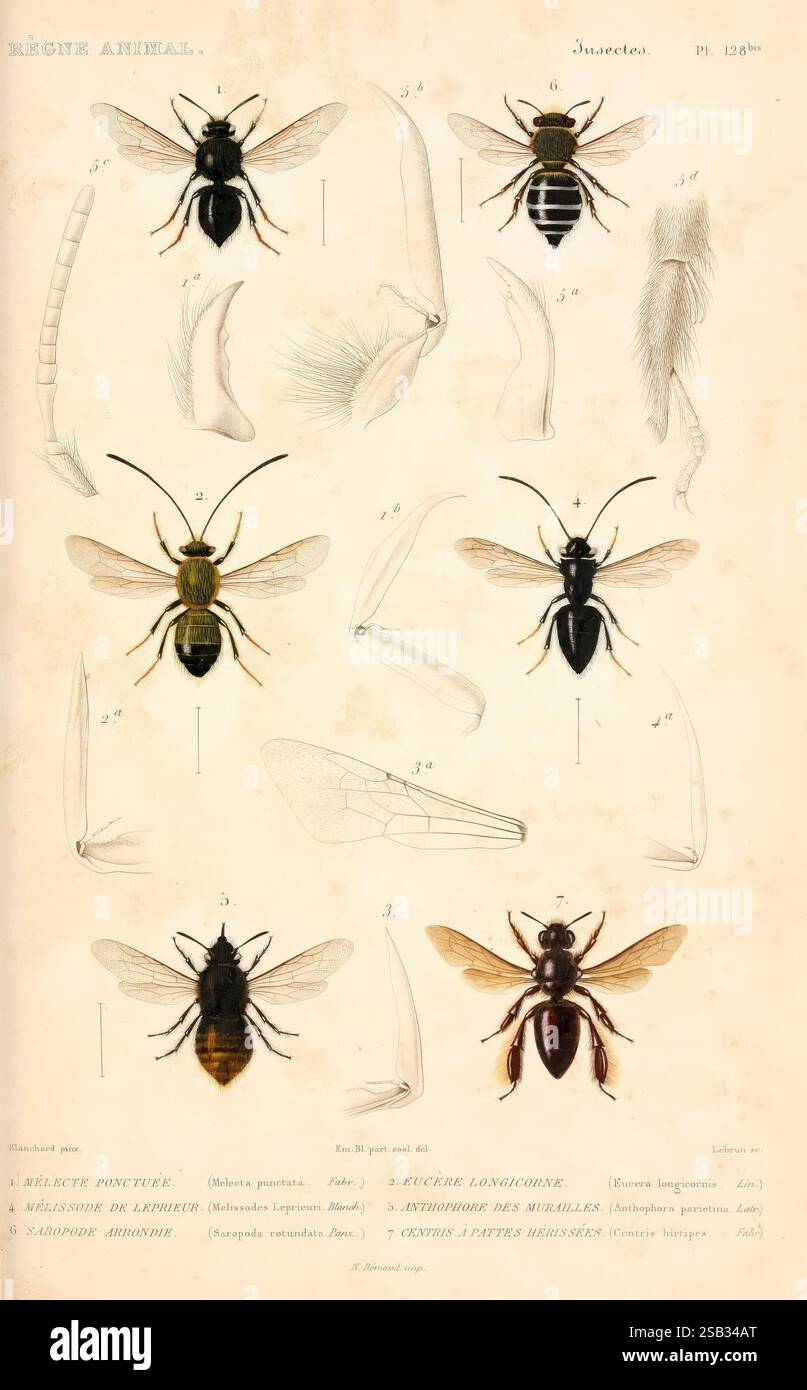 Depictions of various bee species hi-res stock photography and images ...