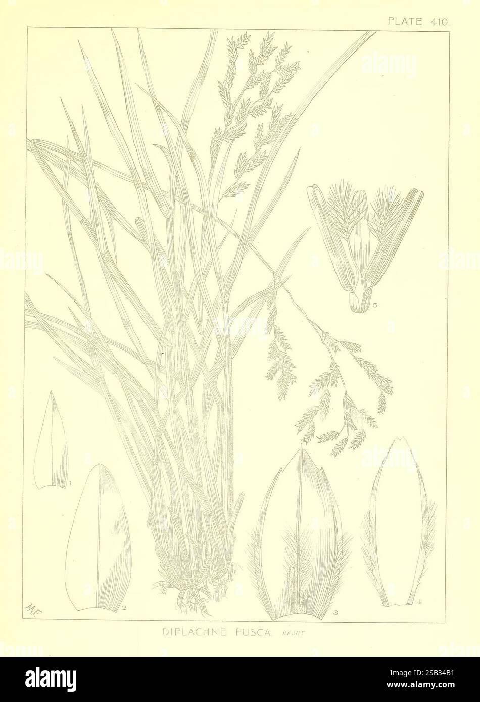 Diplachne fusca hi-res stock photography and images - Alamy