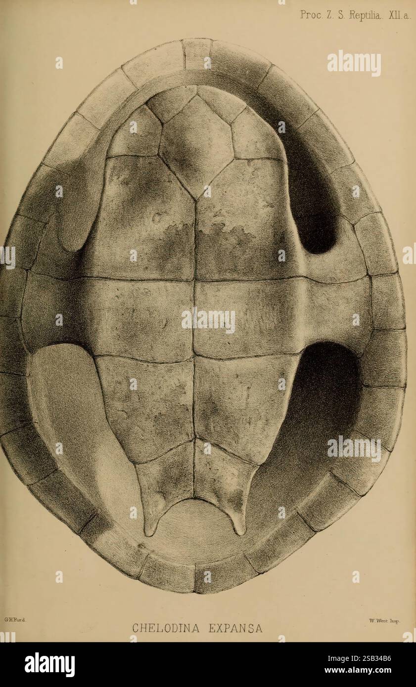 Species chelodina expansa hi-res stock photography and images - Alamy