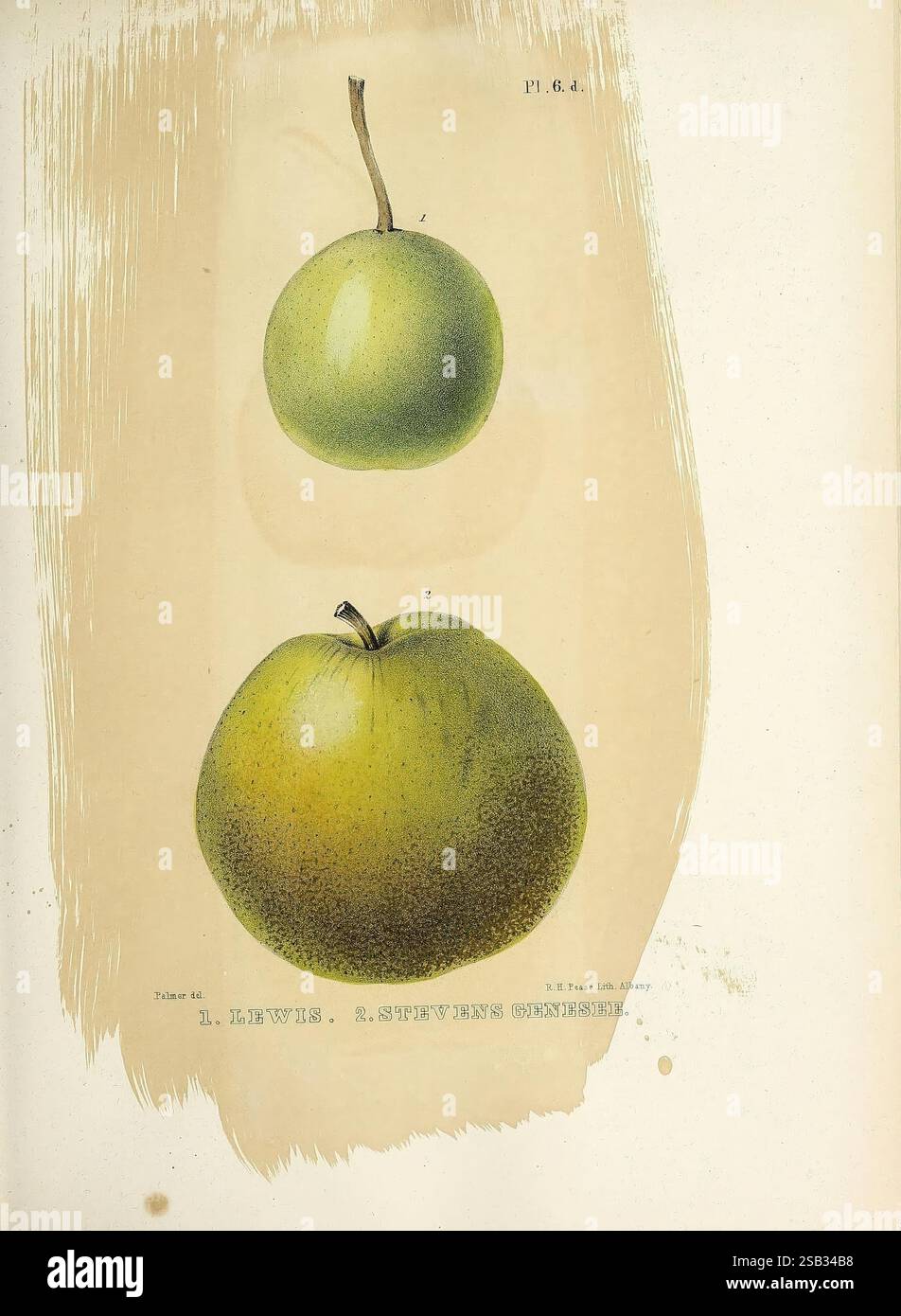 Textured fruit displays hi-res stock photography and images - Alamy