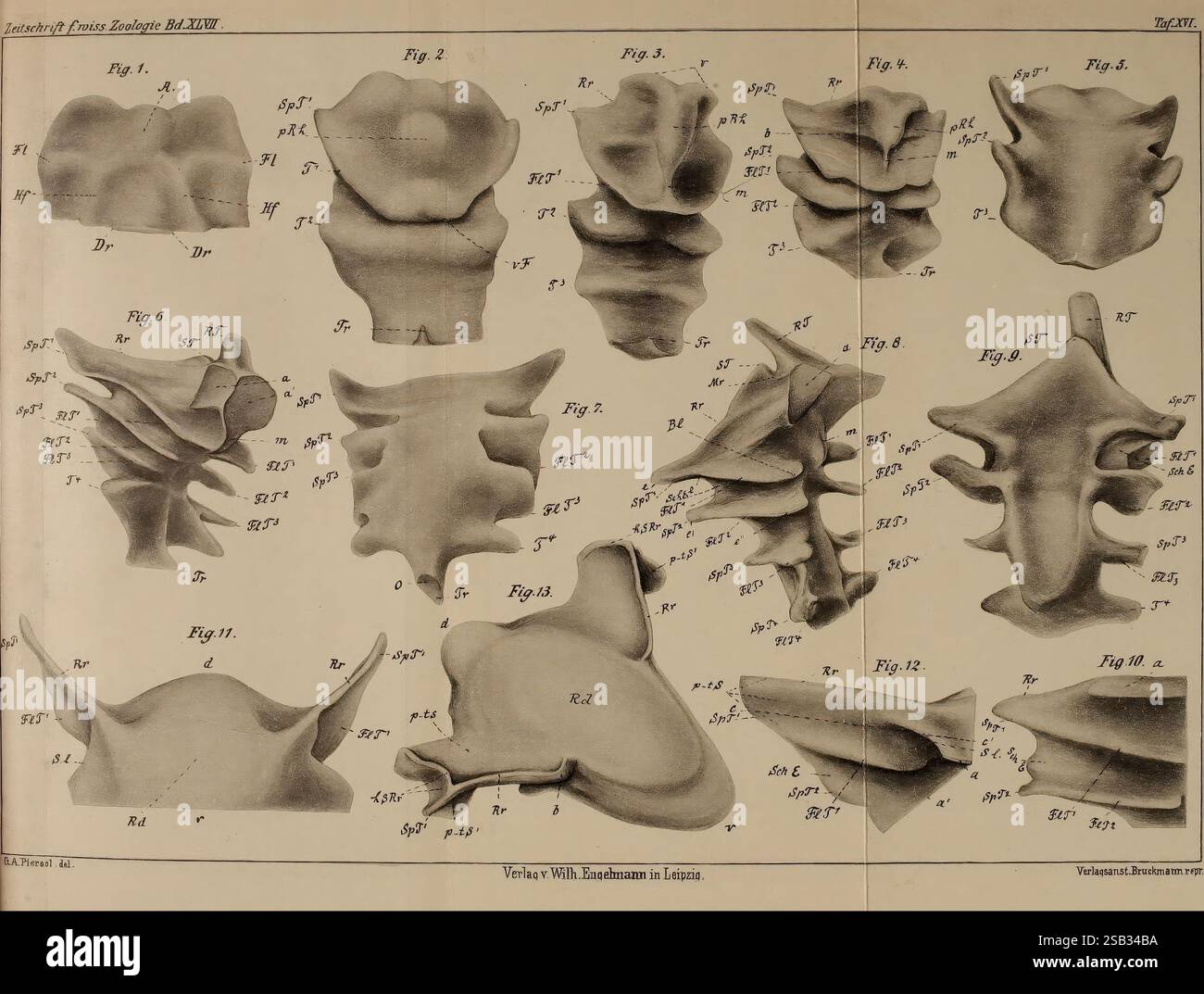 Various vertebral shapes hi-res stock photography and images - Alamy