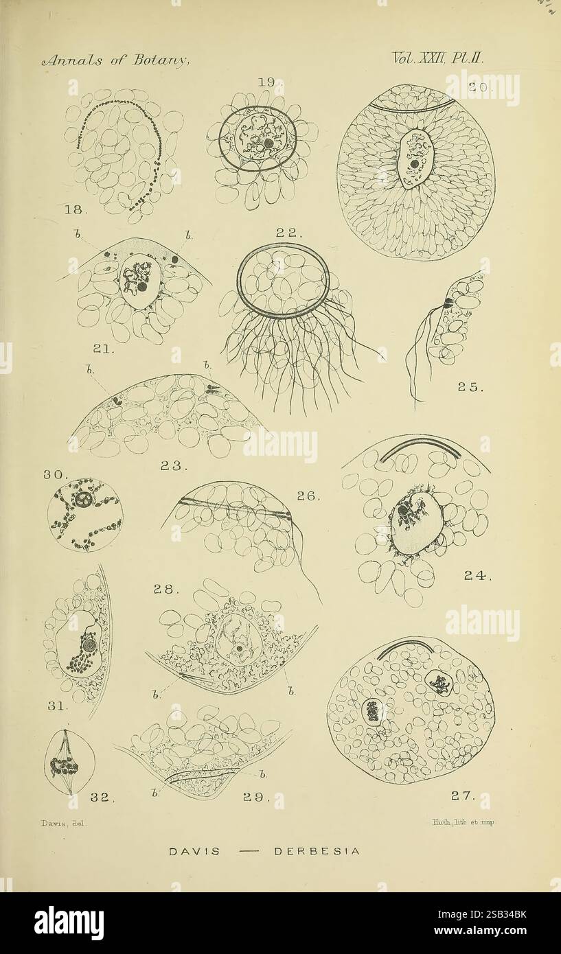 Root structures illustrate hi-res stock photography and images - Alamy