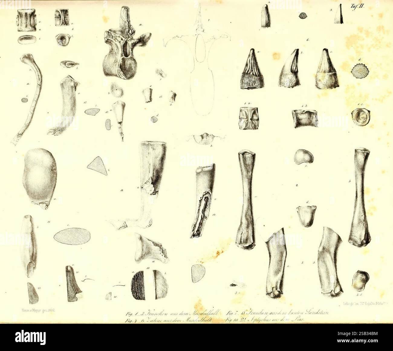 Diverse anatomical structures hi-res stock photography and images - Alamy