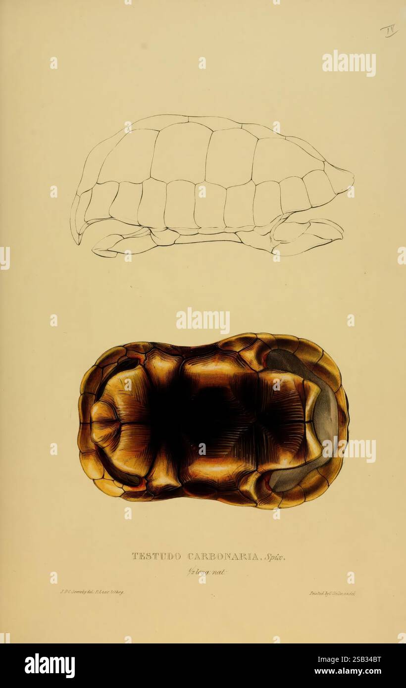 Tortoises, terrapins, and turtles, London, Paris, and Frankfurt, H ...