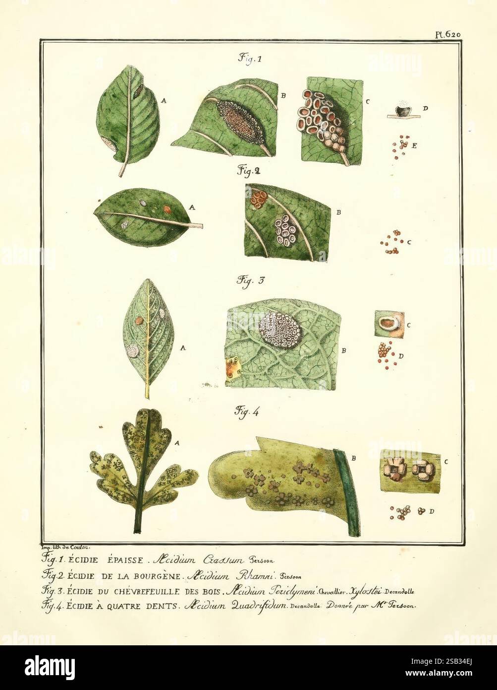 Figures des champignons, Servant de supplément aux planches de Bulliard ...