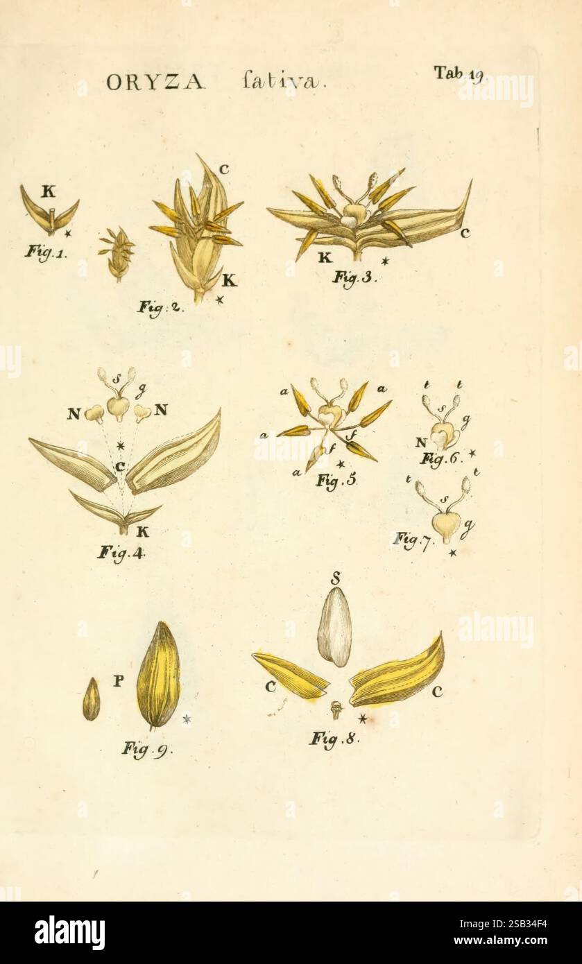 Illustratio Systematis Sexualis Linnaeani Francofurti ad Moenum ...