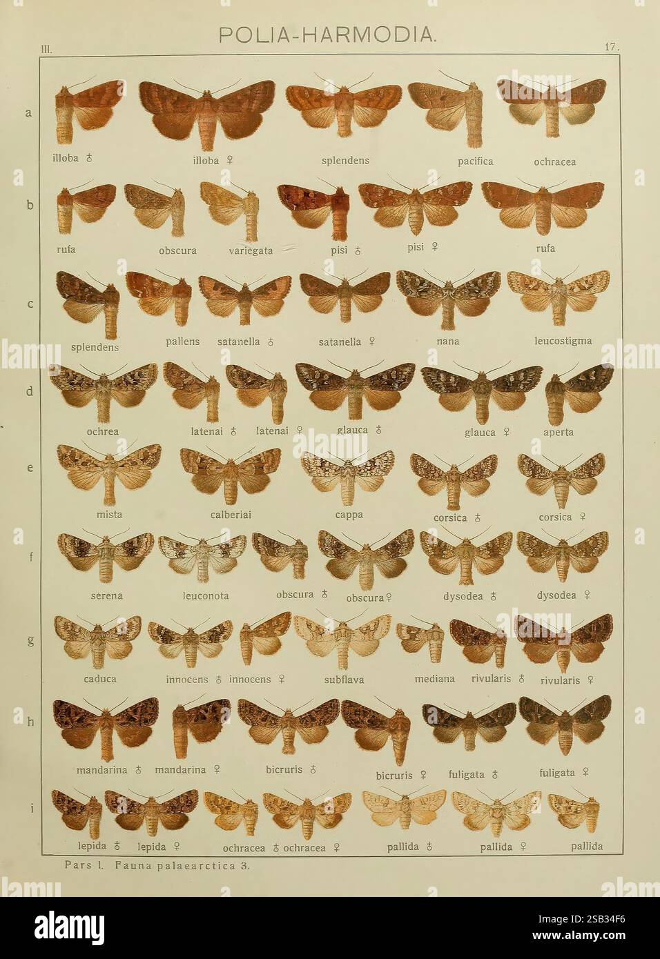 The Macrolepidoptera of the world. v.3. plates Stuttgart, Seitz'schen ...