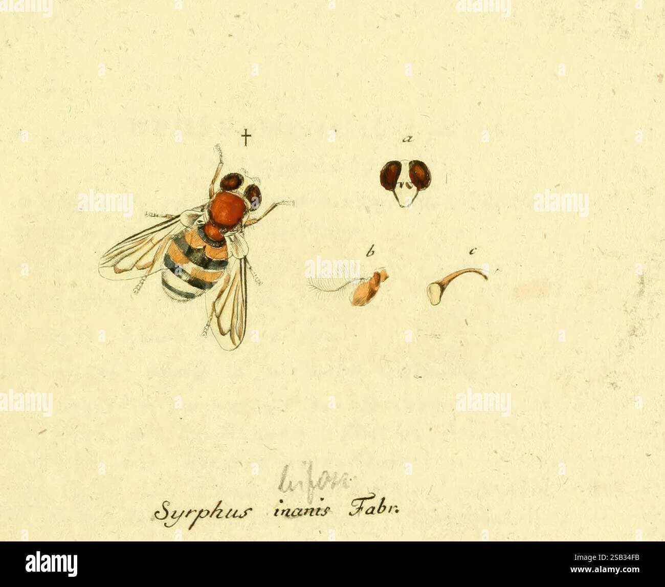 Fauna Germanica Diptera Nuremberg s.n. between 1793 and 1805 diptera ...