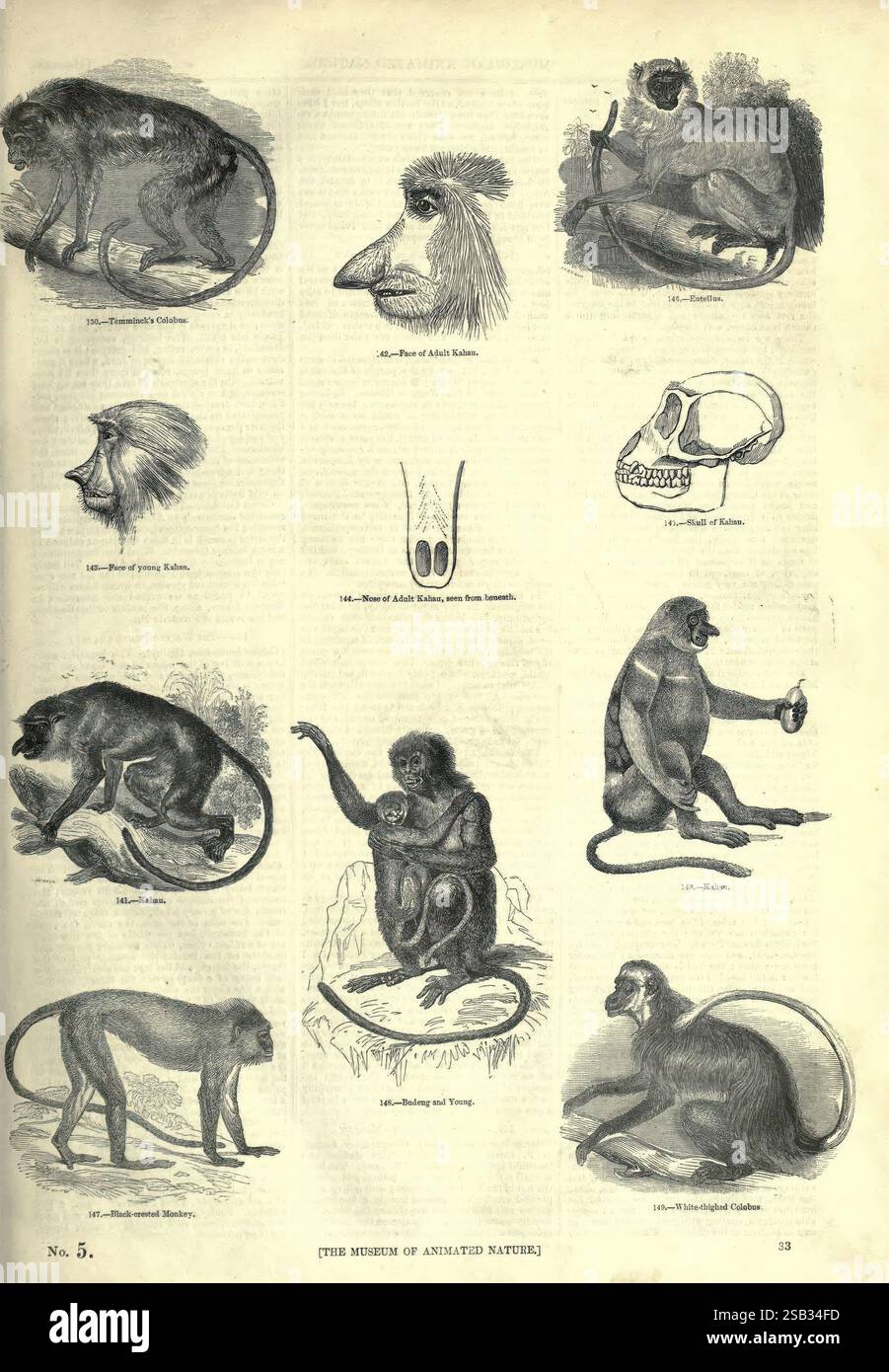 The pictorial museum of animated nature v.1. London, C. Cox, [1844 ...