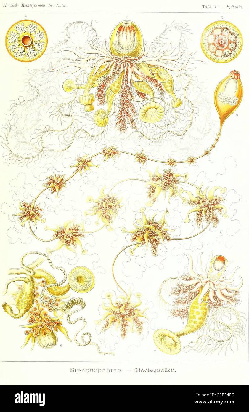 Siphonophore group hi-res stock photography and images - Alamy